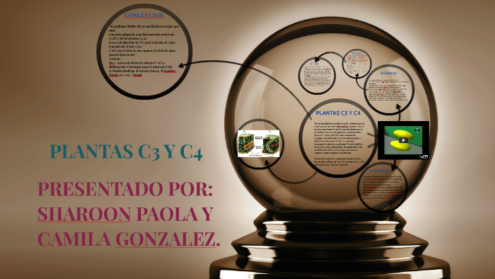 PLANTAS C3 Y C4. by gaby baron on Prezi