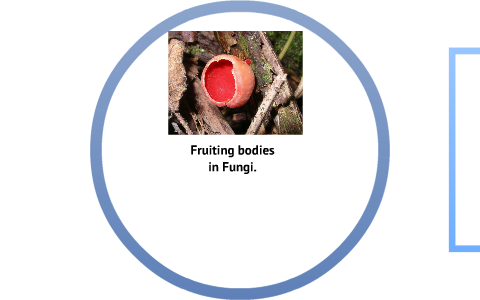 Fruiting Bodies in Fungi by Cole LaRue on Prezi