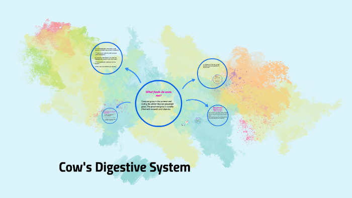 Cow's Digestive System by Paige Kennedy on Prezi