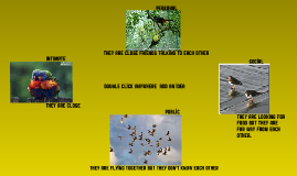 four types of space (nonverbal communication) by cristal gonzales on Prezi