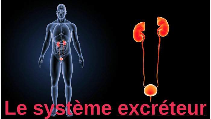 Le système urinaire ou excréteur by Nico 6ème on Prezi