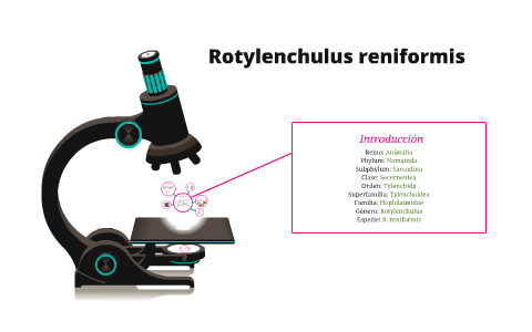 Rotylenchulus reniformis by ruben gerardo on Prezi Next