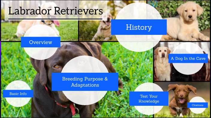 Labrador Retrievers (Dog Breed Project) by Anika Mallela on Prezi