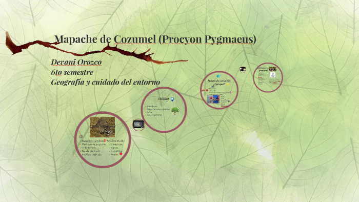 Mapache de Cozumel by Devani Orozco on Prezi