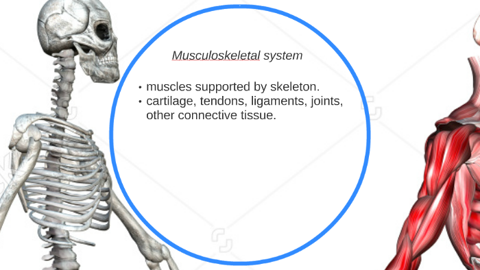 Musculoskeletal examination based on GALS by maya sh on Prezi