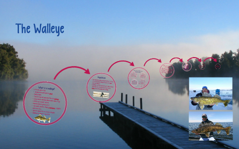 The Wall Eye by Lexie Erickson on Prezi