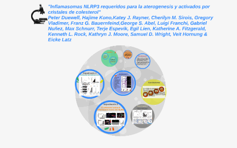 Inflamasomas NLRP3 requeridos para la aterogenesis y activad by Diana ...