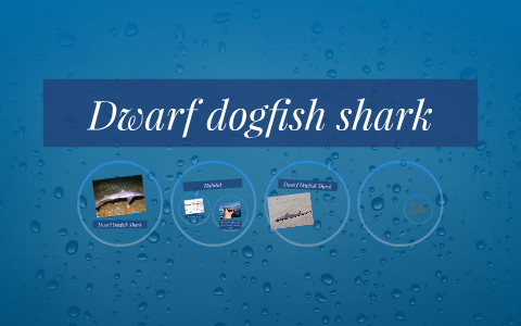 Dwarf dogfish shark by Autumn Thompson on Prezi