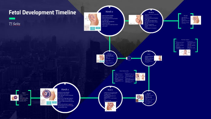 Fetal Development Timeline by TJ Seitz on Prezi