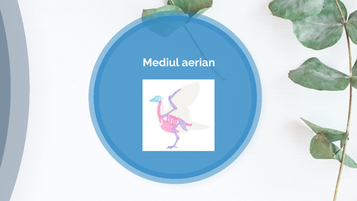 Scheletul animalelor by Dora Balog on Prezi