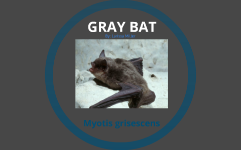 Gray Bat (Myotis grisescens) by Larissa Miller on Prezi