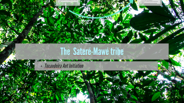 Sateré-Mawé: Tucandeira Ant Ritual by Nico Ferreyra on Prezi
