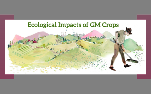 Ecological Impacts of GM Crops by Elizabeth Guzman on Prezi