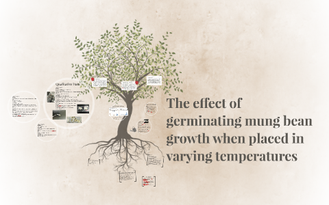 Mung Bean Growth in Varying Temperatures by Vanessa Vivas on Prezi