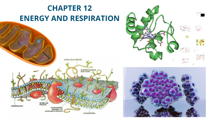 AL Biology Unit 12 Energy and Respiration by Blanca Peris on Prezi