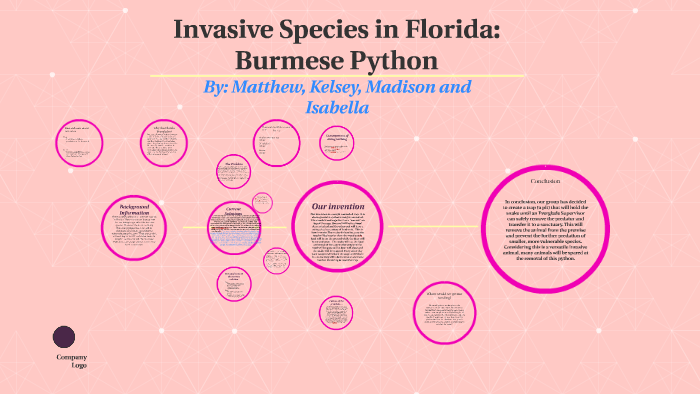 Invasive Species : Burmese Python by Kelsey Key on Prezi
