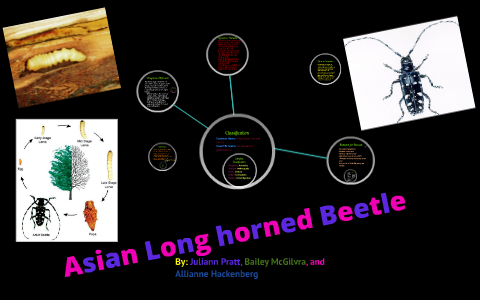 Asian Long horned Beetle by Allyanna Hackenberg on Prezi