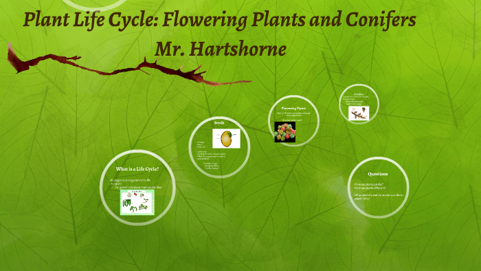Plant Life Cycle: Flowering Plants and Conifers by Seth Hartshorne on Prezi