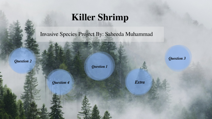 invasive species killer shrimp by Saheeda Muhammad on Prezi
