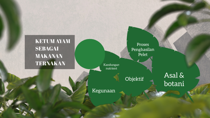 ketum by Mohd Samsuri on Prezi