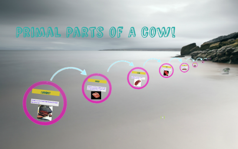 PRimal PArts of A cow! by Jackie Filipp on Prezi