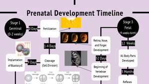 Prenatal Development Timeline by Cassia Christensen on Prezi Design