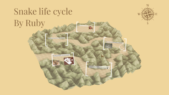 Snake life cycle by Ruby Flores on Prezi