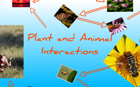Plant and Animal interactions by darrell dulaney on Prezi