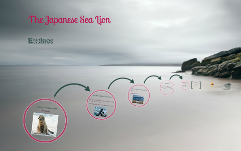 The Japanese Sea Lion by draven dickerson on Prezi