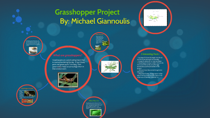 grasshoppers project by Michael by Stephen Carr on Prezi