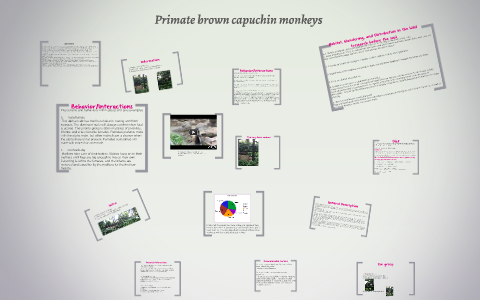 Brown capuchin monkeys Science project. by Marcelo Bracho