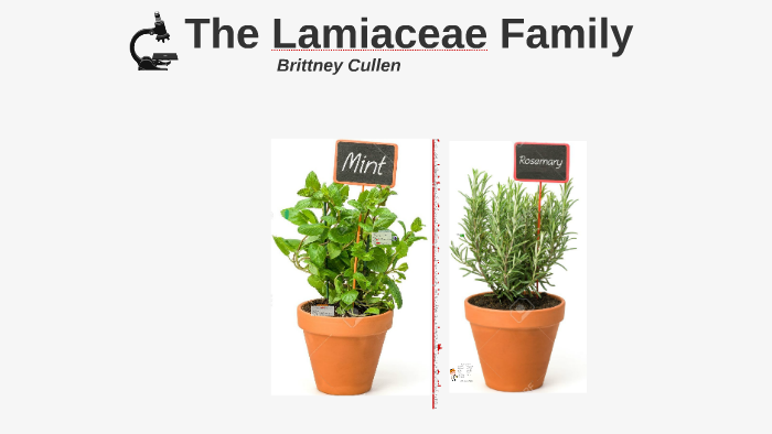 The Mint Family by B Cullen on Prezi