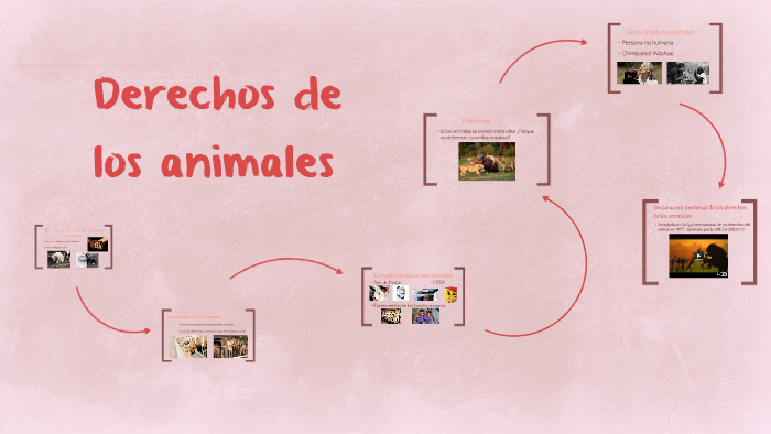 Derechos de los animales by Valentina Herrera Muñoz on Prezi