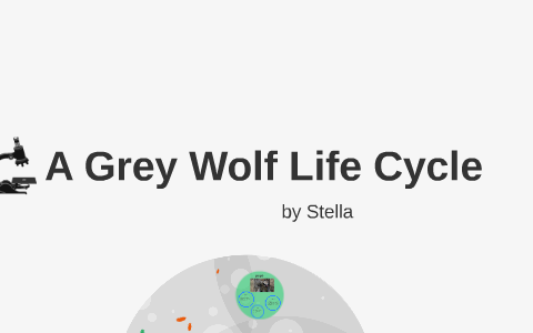 A Wolf's Life Cycle by Kelly Stopp on Prezi