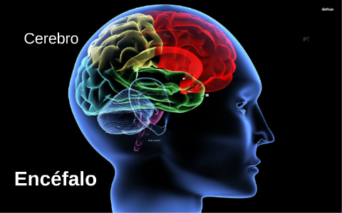 Encefalo by Luis Ernsto Ocampo