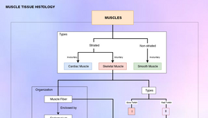 muscle-tissue-concept-map-Muscle-concept-map-for-presentation.pdf by ...