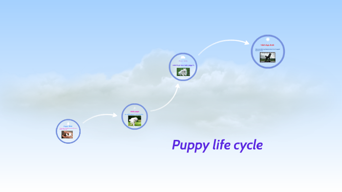 Puppy life cycle by Ale Garcia on Prezi