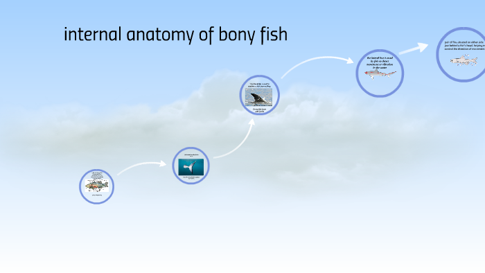 internal anatomy of bony fish by Brandon Owens on Prezi