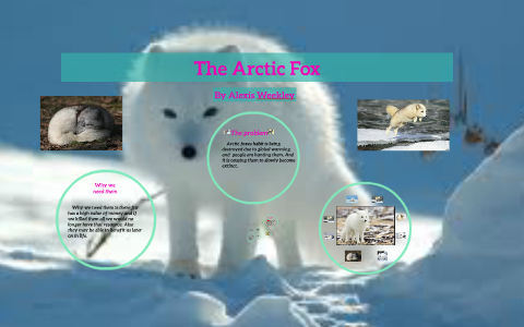 The Arctic Fox by alexis weekley on Prezi
