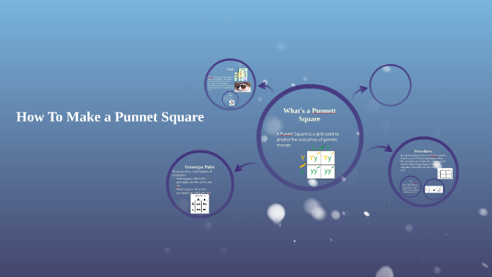 How To Make a Punnet Square by CJ M on Prezi