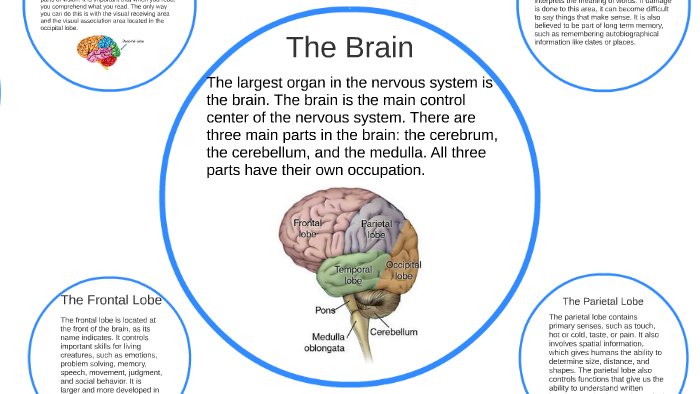 The Brain by Jamie Zuber on Prezi