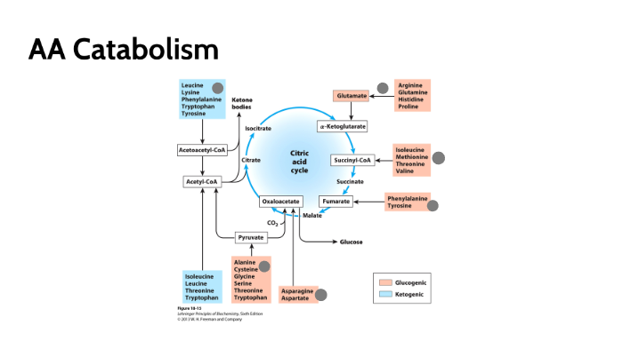 AA Cycles by sd asd on Prezi
