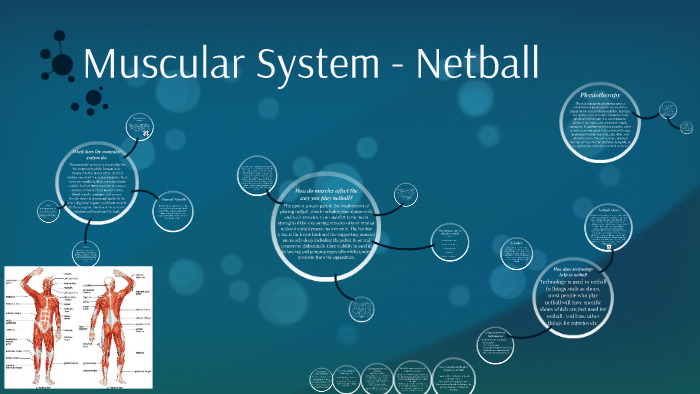 Muscular System - Netball by Emma Fitzgerald on Prezi