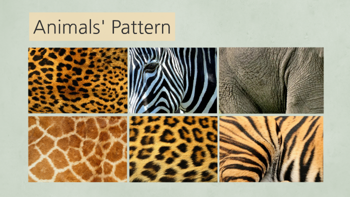 Wild animals - patterns by Bitnari Kim on Prezi