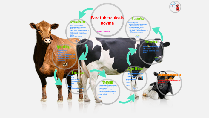 Paratuberculosis Bovina by raque Cruz on Prezi