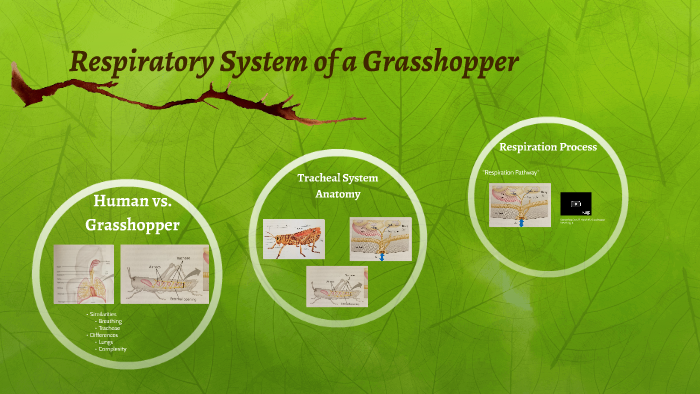 Respiratory System of a Grasshopper by Rylie Cook on Prezi