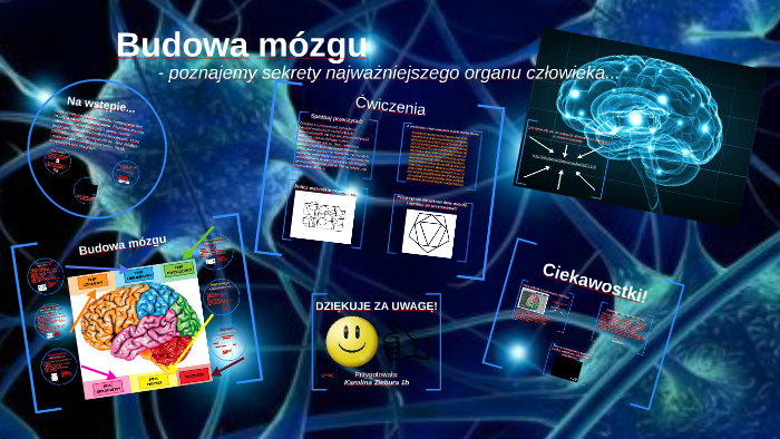 Budowa mózgu by Karolina . on Prezi