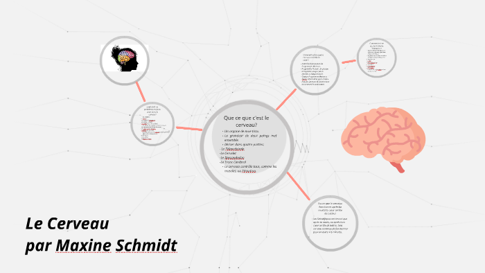 Le Cerveau by Maxine Schmidt on Prezi