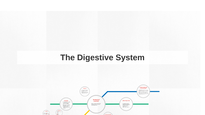 The Digestive System by Madeline Hebert on Prezi