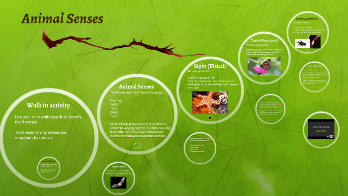 Animal Senses by Kaitlin Taylor on Prezi